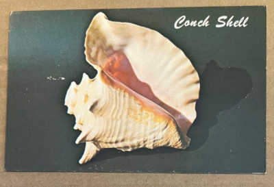 POSTCARD - UNUSED - PINK CONCH OR QUEEN CONCH, FLORIDA | eBay