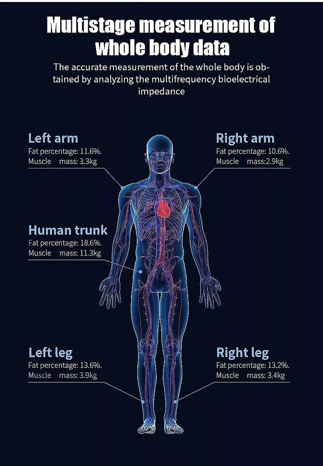 inBody analyzer machine Fixed Digital Bmi Full Body Composition Scan ...