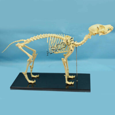PVC Veterinary Anatomy Dog Bone Skull Canine Skeleton Teaching ...