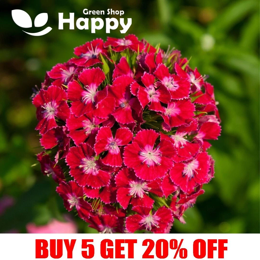 Dianthus Barbatus Seeds