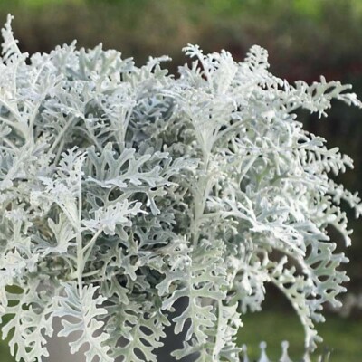 Flies - Dusty Miller