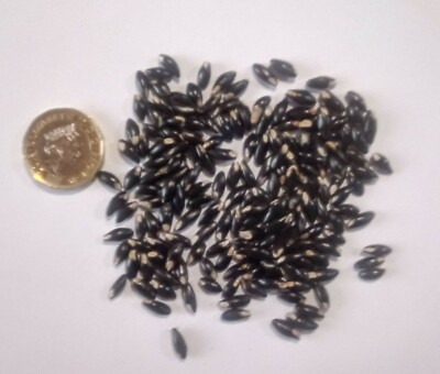 Vernal Witch Hazel, Ozark Witch Hazel Seeds | eBay