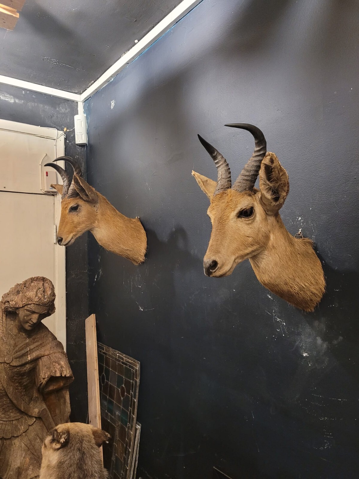 ONE Rare Taxidermy Horns Skull Antlers Rowland Ward Reedbuck antelope ...
