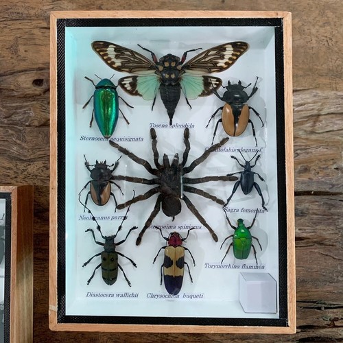 Real Insects Tarantula Spider Rare Bug Taxidermy Collection Display ...