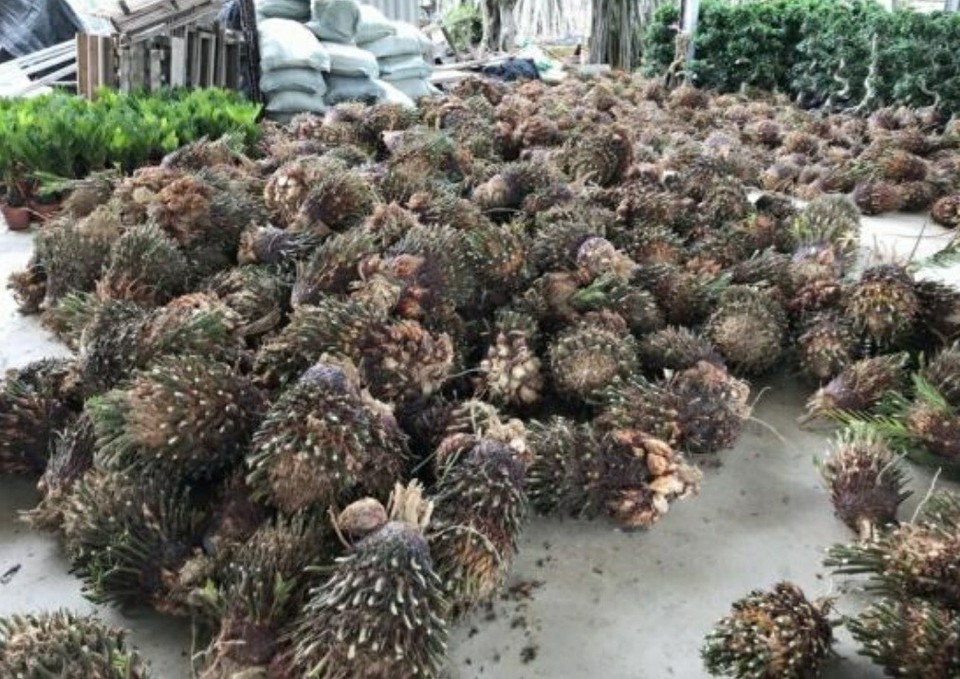 King Sago Palm Live Bare Root Plant Cycad Revoluta Large 10-12" Trunk ...