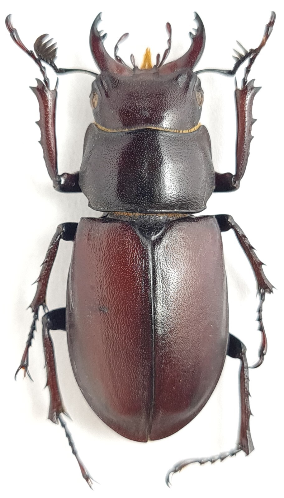 Lucanidae Lucanus ibericus N Caucasus | eBay