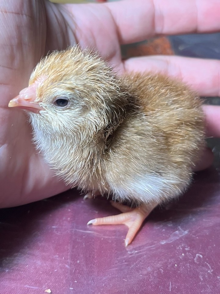 Rhode Island Red Hatching Eggs (10+) | eBay