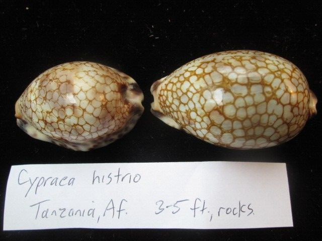 Cypraea histrio set of two 47-57 mm nice patterns GREAT!! PRIVATE ...
