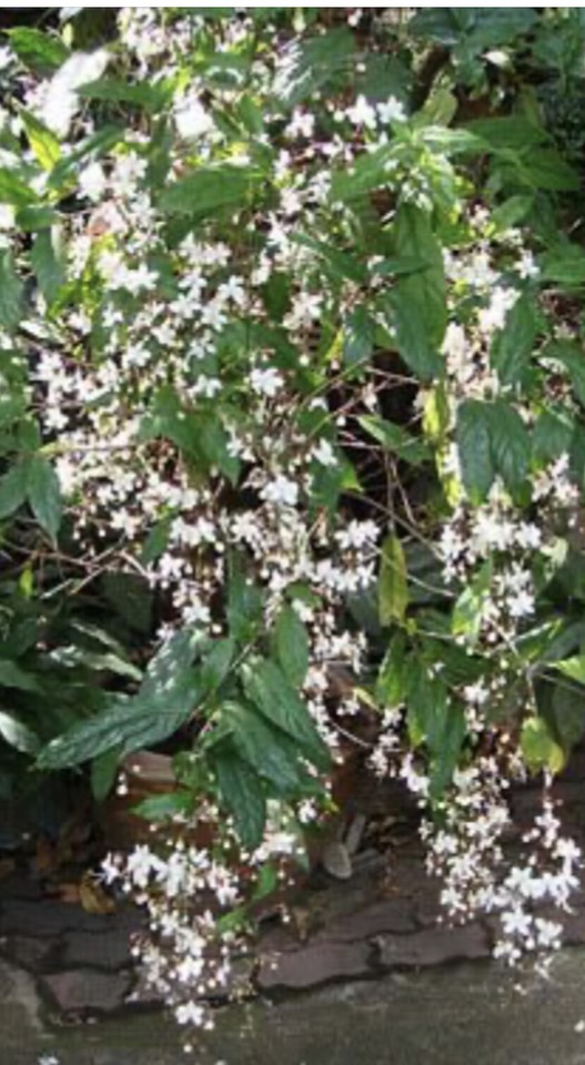 XL 4" Pot Clerodendrum Wallichii*Bridal Veil** Plant*Rare*Stunning ...