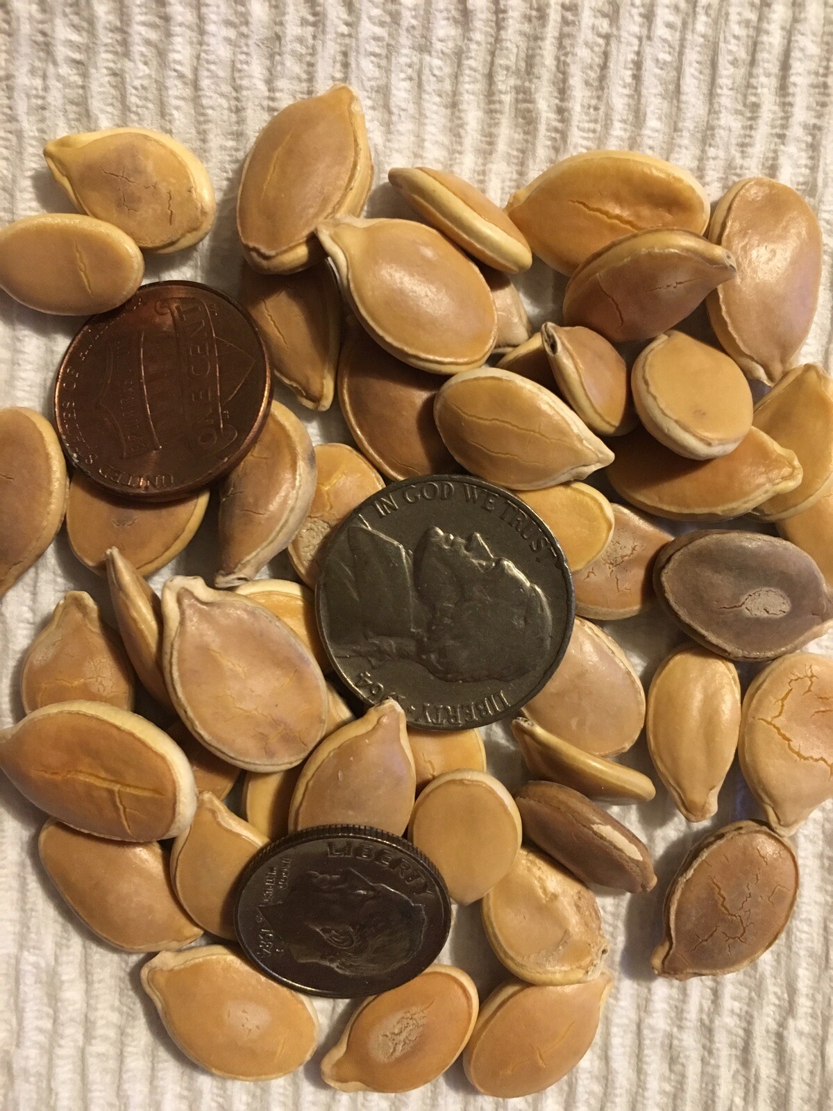 30 Triamble Pumpkin seeds; Australian heirloom; novelty; nonGMO good ...