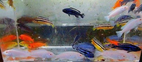 group of 8 mixed african cichlids | eBay