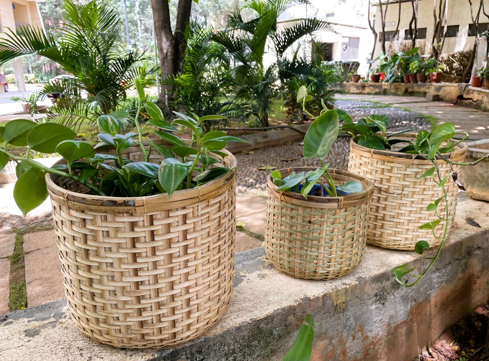 Handmade Set of 3 Eco-Friendly Baskets for Plants and Trash – Natural ...