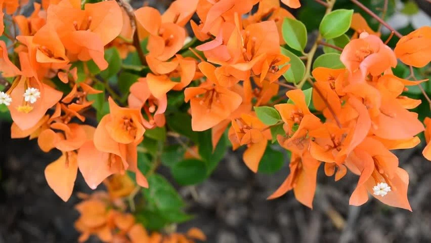 Bengal Orange Bougainvillea