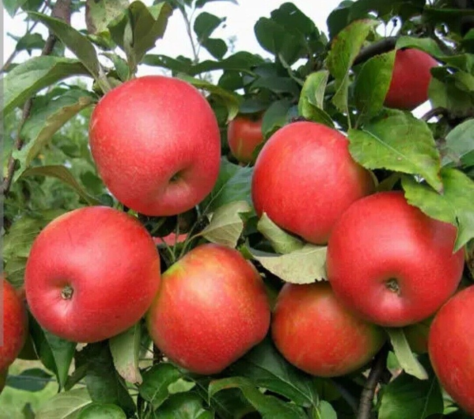 6+ 1 RED Apple Seeds Fruit Tree Organic USA Homegrown heirloom | eBay