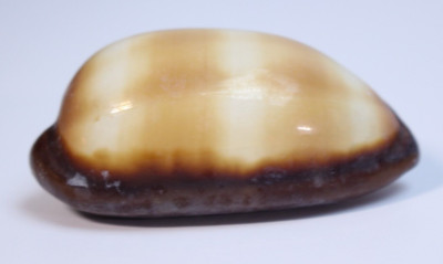 Cypraea Talparia Talpa Cowrie Seashell 62mm 2.43 Shell Macrocypraea ...