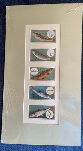 Matted series of 5 Fish Cards, Wills's Cigarettes 1910, Churchman's | eBay