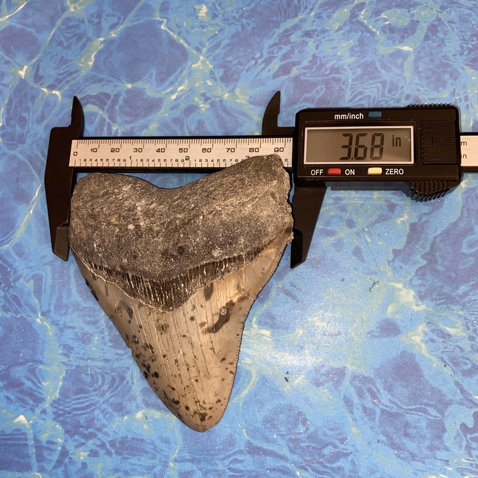 MEGALODON SHARK TOOTH 4.57” HUGE TEETH MEG SCUBA DIVER DIRECT FOSSIL NC ...