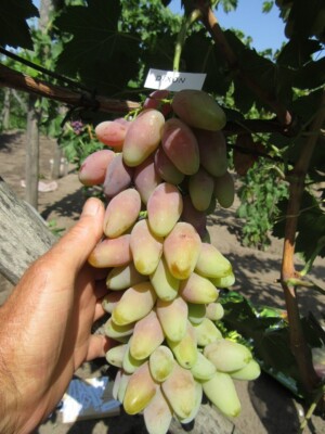 Uva / vite da collezione PIANTA DIXON PLANT grape vine 20cm | eBay