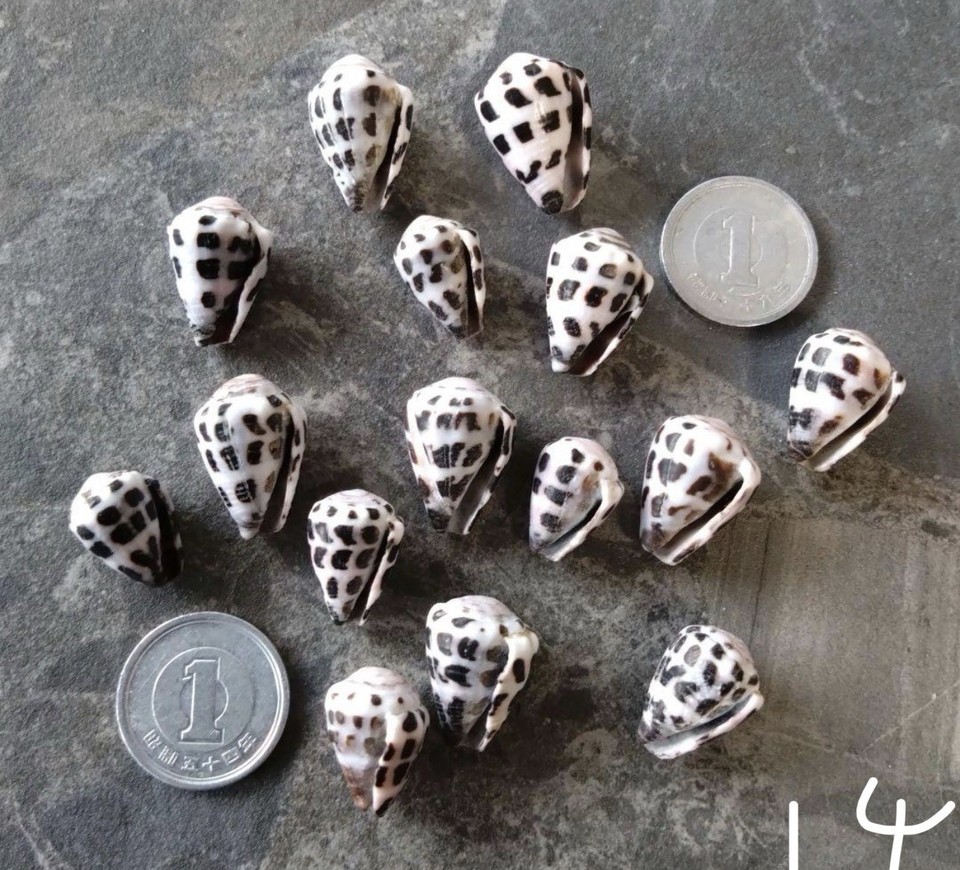 Hebrew cone shell from japan Shells of Okinawa | eBay