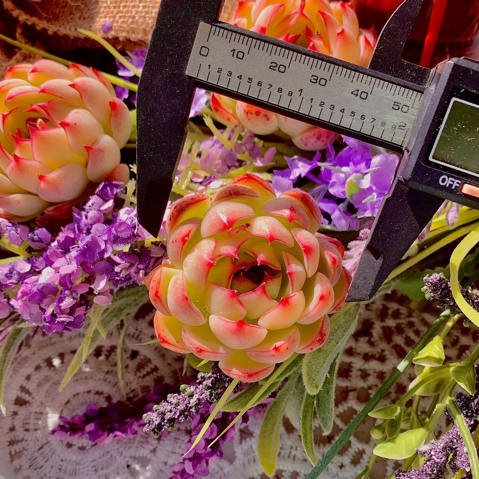 Echeveria Soul Fairy Rare Succulent Plants, Variegated 2" Green ...