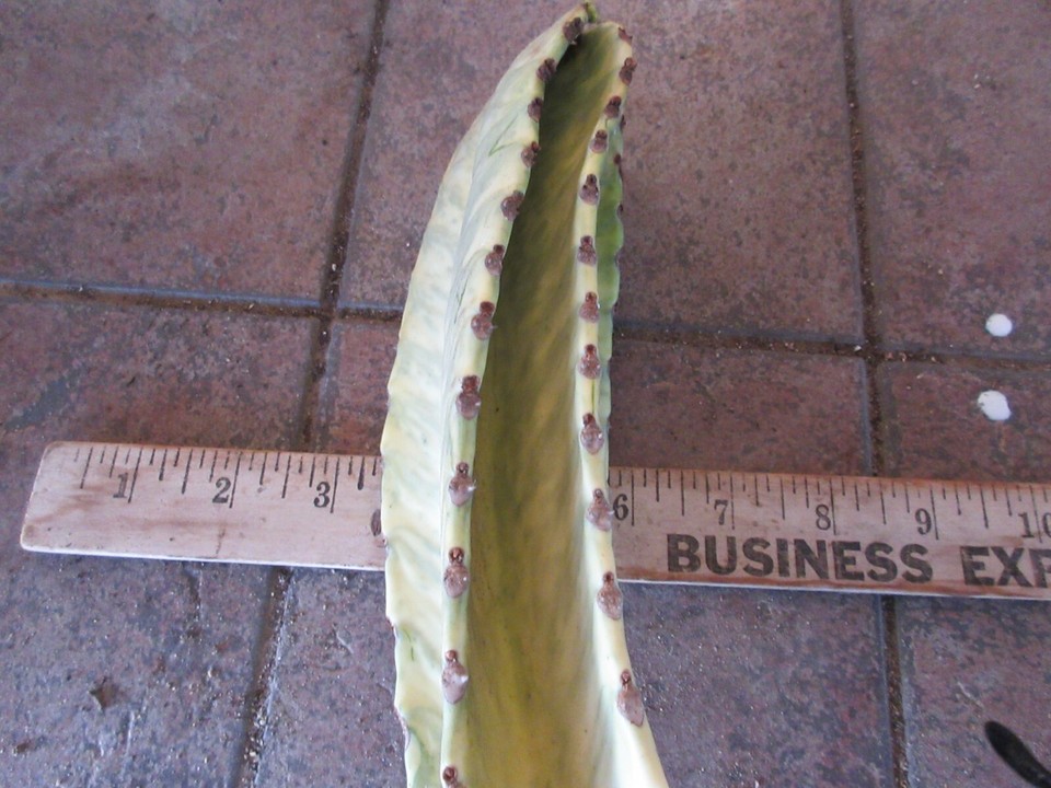 Euphorbia ammak Variegated “Ghost Euphobia” “African Candelabra” Rare ...