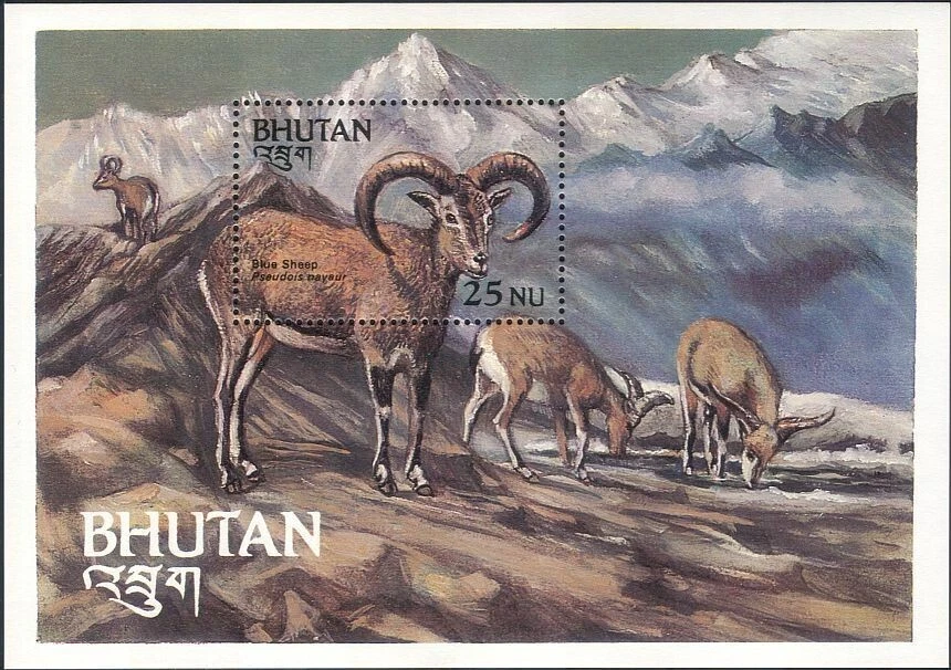 Himalayan Blue Sheep