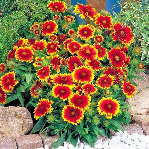 200+BLANKET FLOWER Seeds Native Wildflower Perennial Drought Heat ...