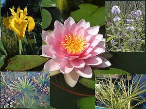 Devon Water Plants | eBay UK Stores