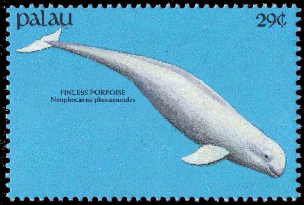 Indo Pacific Finless Porpoise