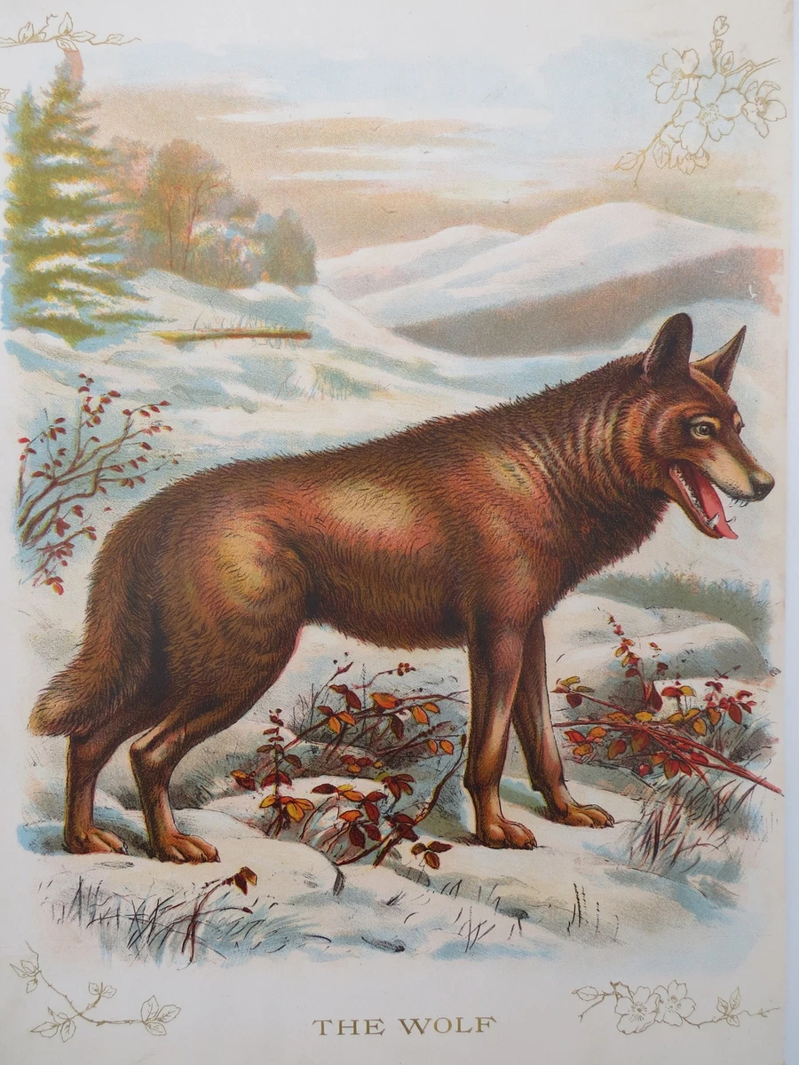 Rare Colored Wolf