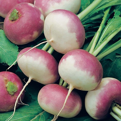 Purple Top Turnip Seeds 500+ White Globe Vegetable NON-GMO USA FREE ...