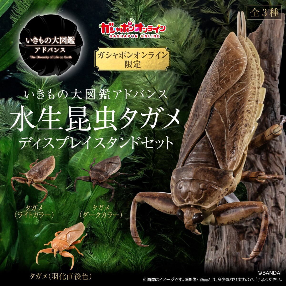 Giant Water Bug Life Cycle