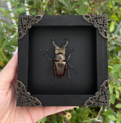 Real Framed Insect Beetle Taxidermy Bugs Collections Entomology Gift ...