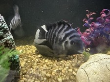 Convict Fish Breeding Made Easy for the new hobbyist