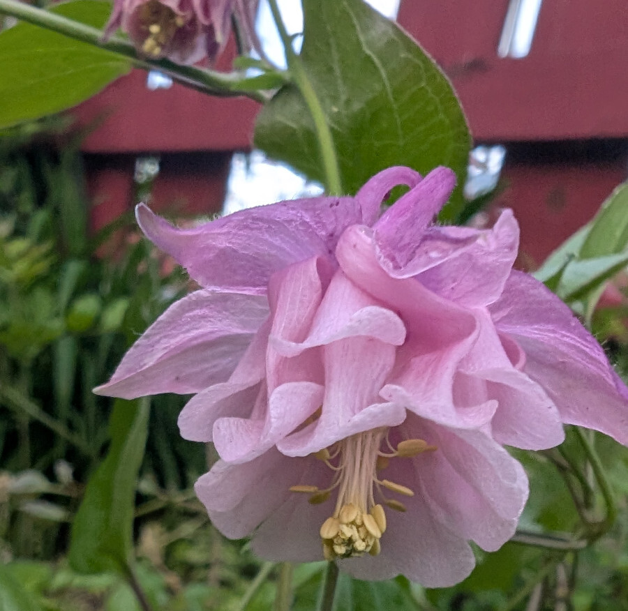 Nora Barlow Double Live Columbine Plants Cottage Bee Butterfly Shade ...