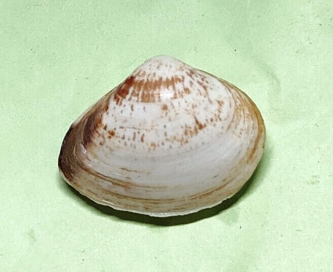 Philippines Sea Shell - Mactra maculata - 56mm - F++ - #428 | eBay