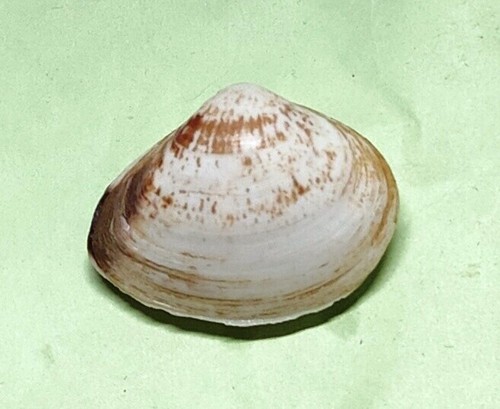 Philippines Sea Shell - Mactra maculata - 56mm - F++ - #428 | eBay