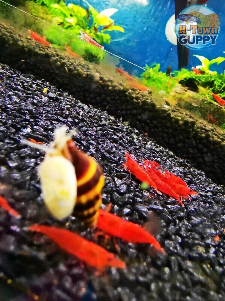 10+1 Fire Red Cherry - Freshwater Neocaridina Aquarium Shrimp. Live ...