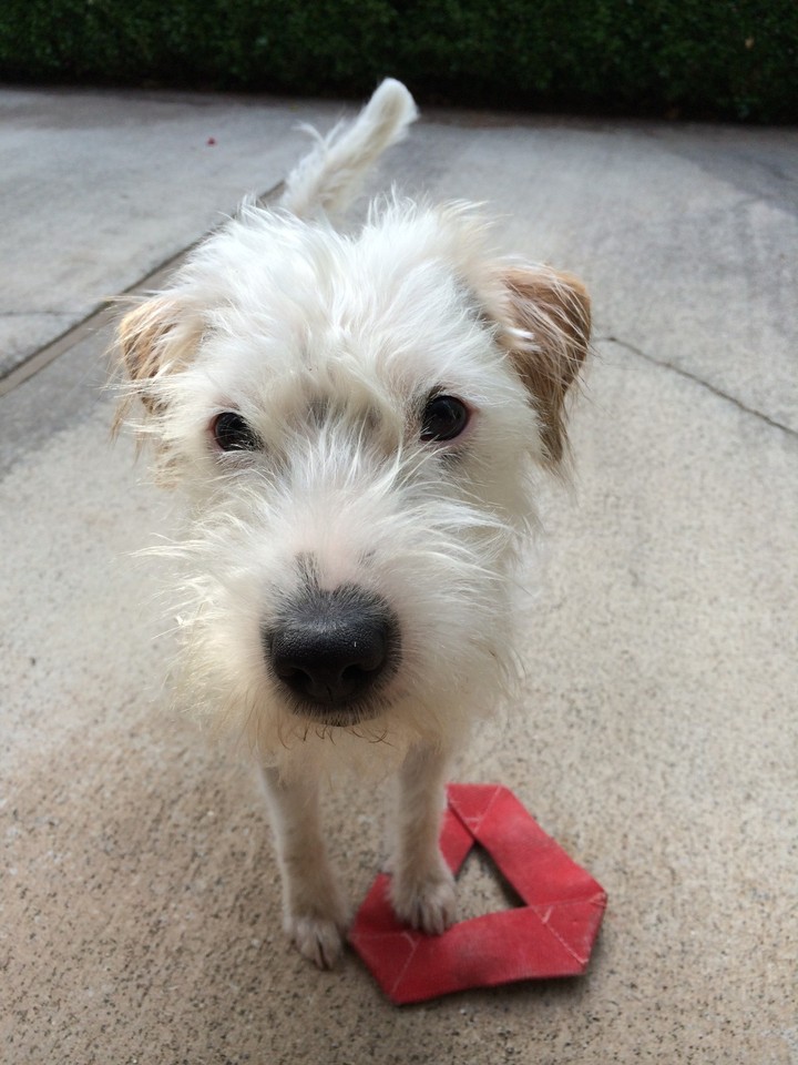 WOMENS NEW WEST LOOP ULTRA SHEER OFF BLACK STOCKINGS PANTYHOSE NYLONS ...