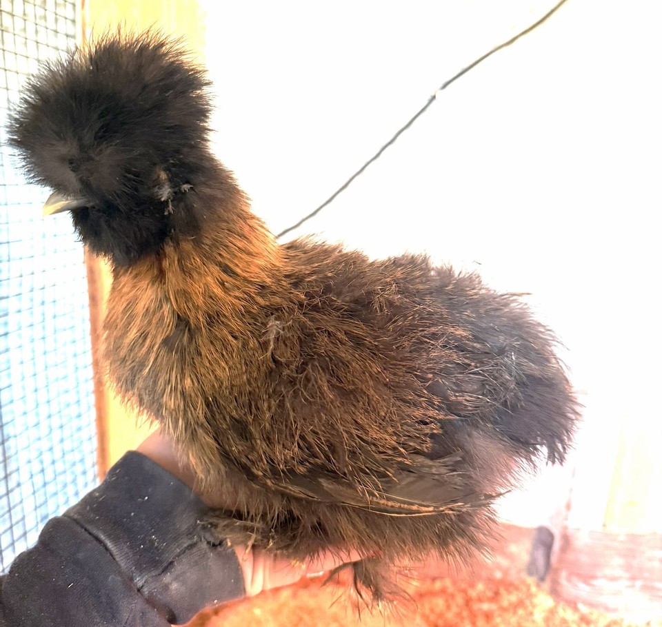 PURE Silkie Hatching Eggs (6+) | eBay
