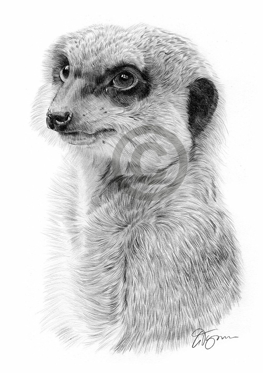Meerkat Drawing