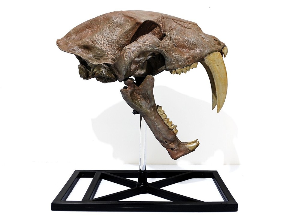 Machairodus saber-tooth cat skull, life-size replica with stand | eBay