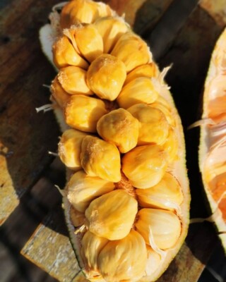 Graftedd Cempedak King (Artocarpus integer) fruit tree | eBay