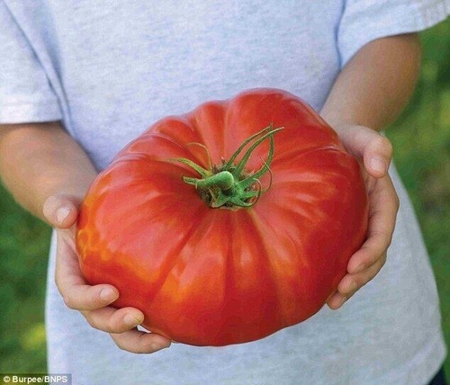 ORGANIC Giant Tomato Brutus Gigantomo 20 Seeds Massive BIG 2kg Fruits ...