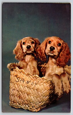Postcard Cocker Spaniel Puppies in a Basket Dog Canis lupus familiaris ...