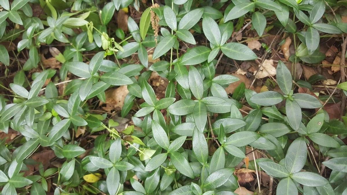 Vinca Minor Leaf