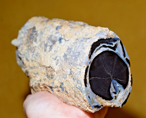 Two Faces Polished Petrified Agatized Wood Tree Trunk W Branch 3Lbs ...