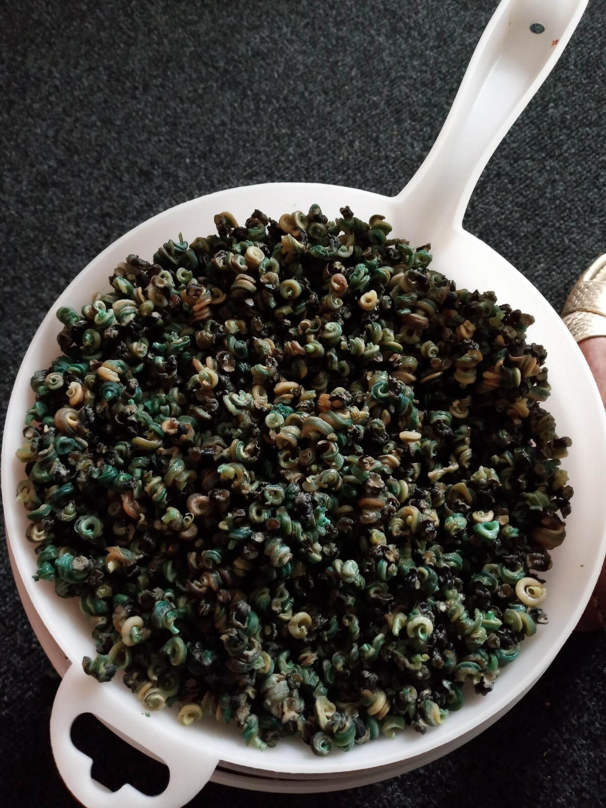 Isam, Periwinkle, Frozend, From Nigeria. 200g@£30.0+£4.50 Next Day,fast ...