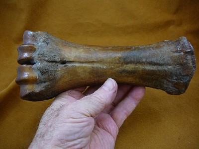 (F304-K) Genuine Fossil Bison Metatarsal foot bone specimen Pleistocene ...