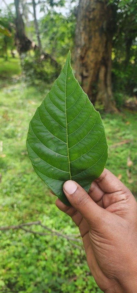 Very Rare Allophylus Cobbe Dried Leaves Tit Berry Kobbe Plant Herbs For ...